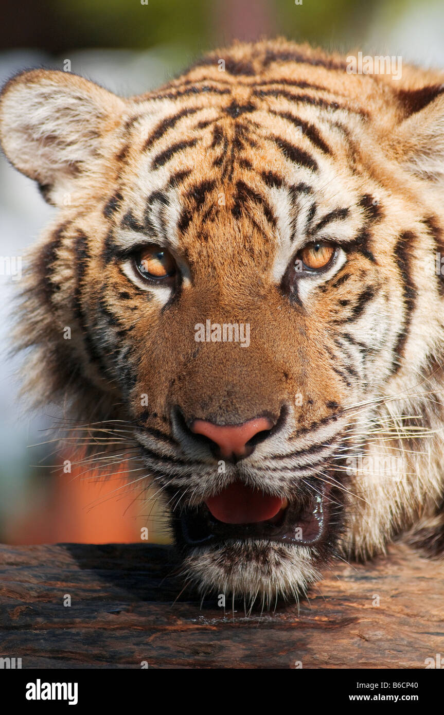 Tiger, Chiang Mai, Thailand Stock Photo - Alamy
