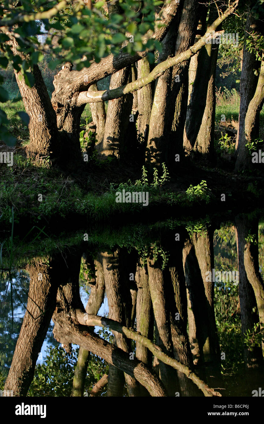 Reflection of trees in water Stock Photo - Alamy