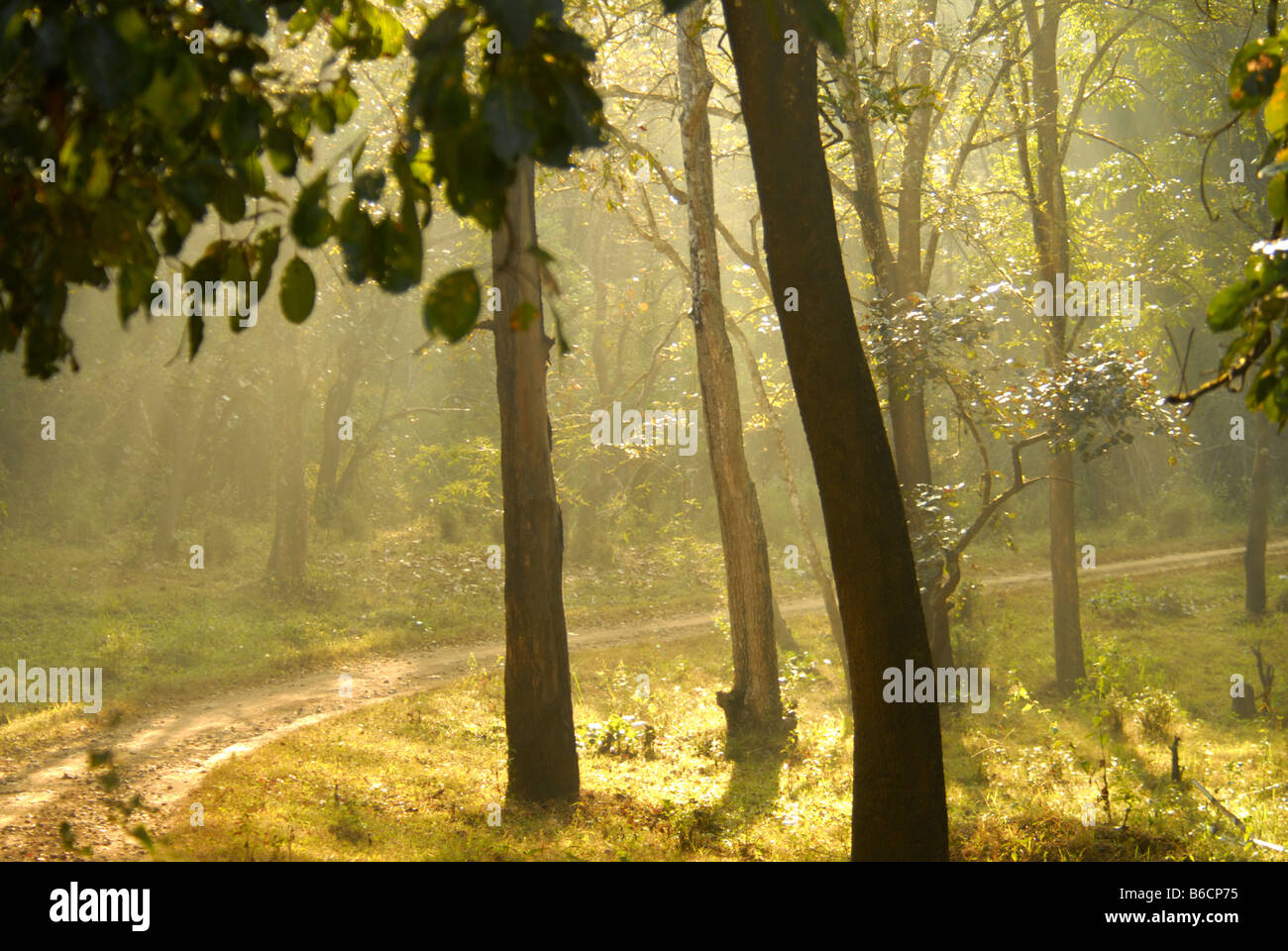 THOLPETTY WILDLIFE SANCTUARY IN WAYANAD KERALA Stock Photo - Alamy