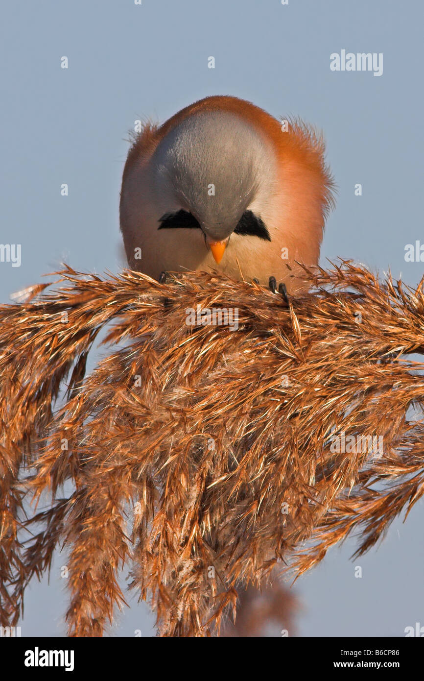 Bearded reedling panurus biarmicus hi-res stock photography and images ...