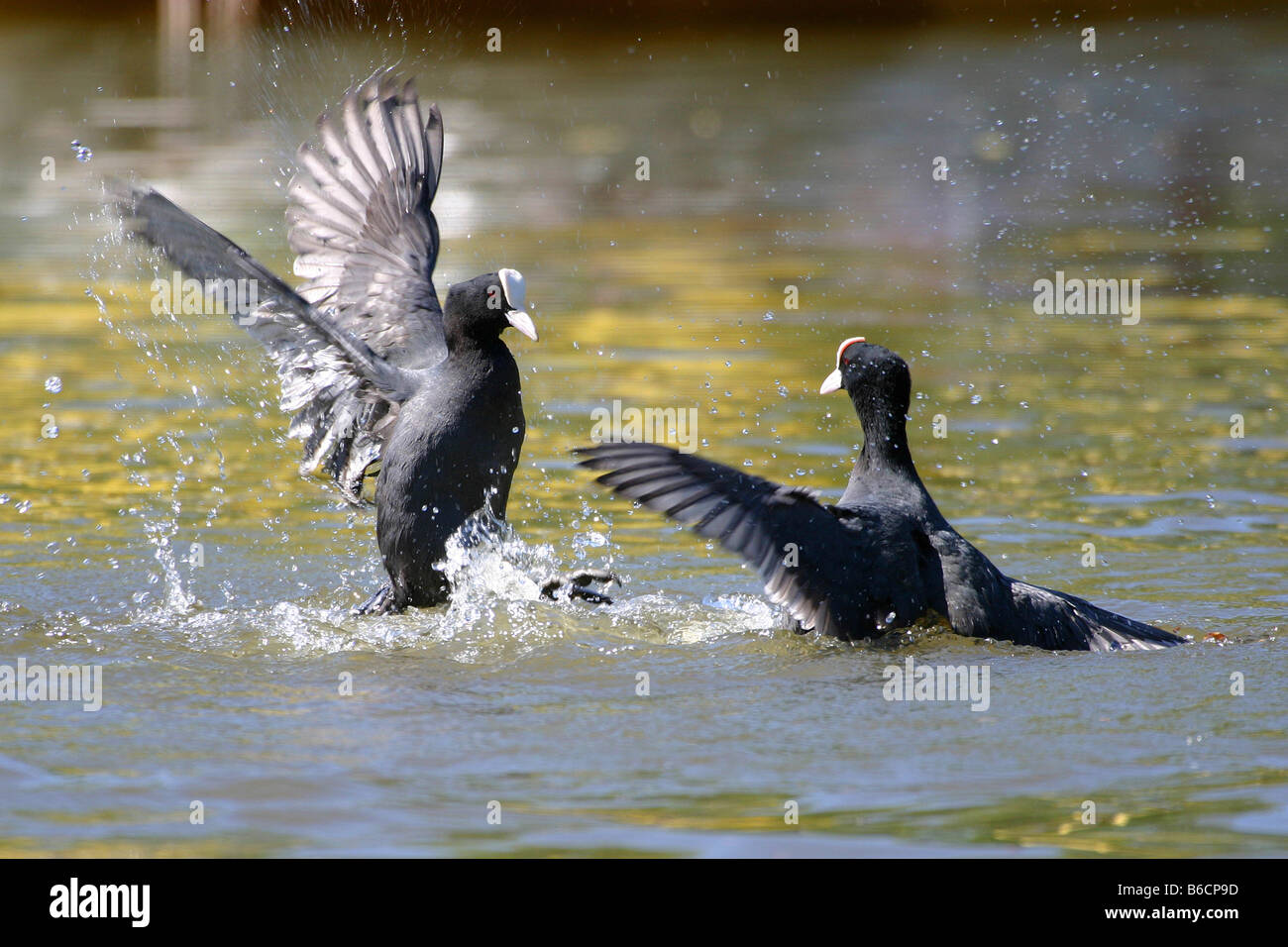 Two cranes hi-res stock photography and images - Alamy