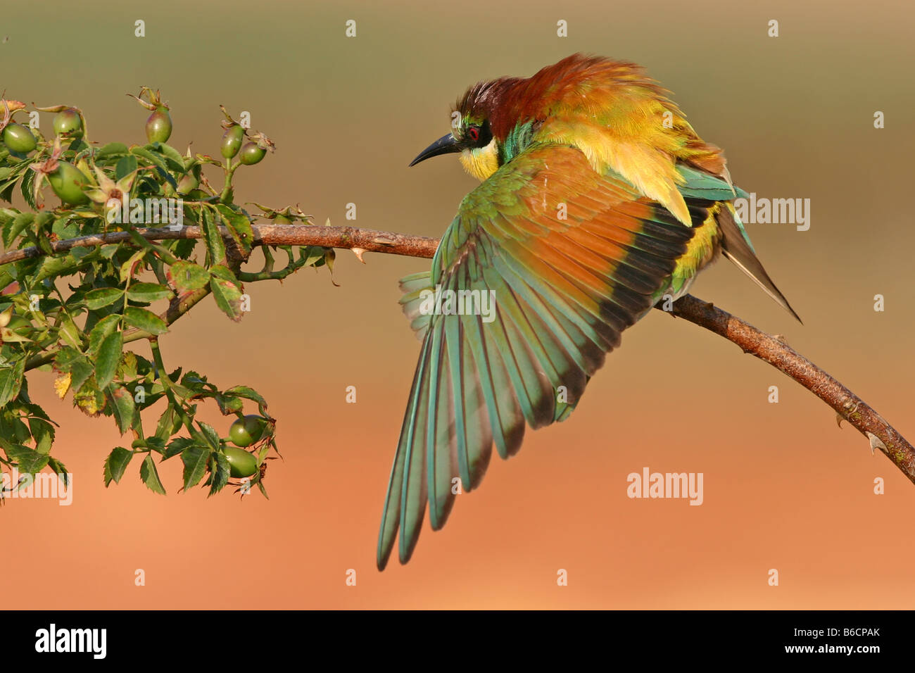 Merops apiaster images hi-res stock photography and images - Alamy