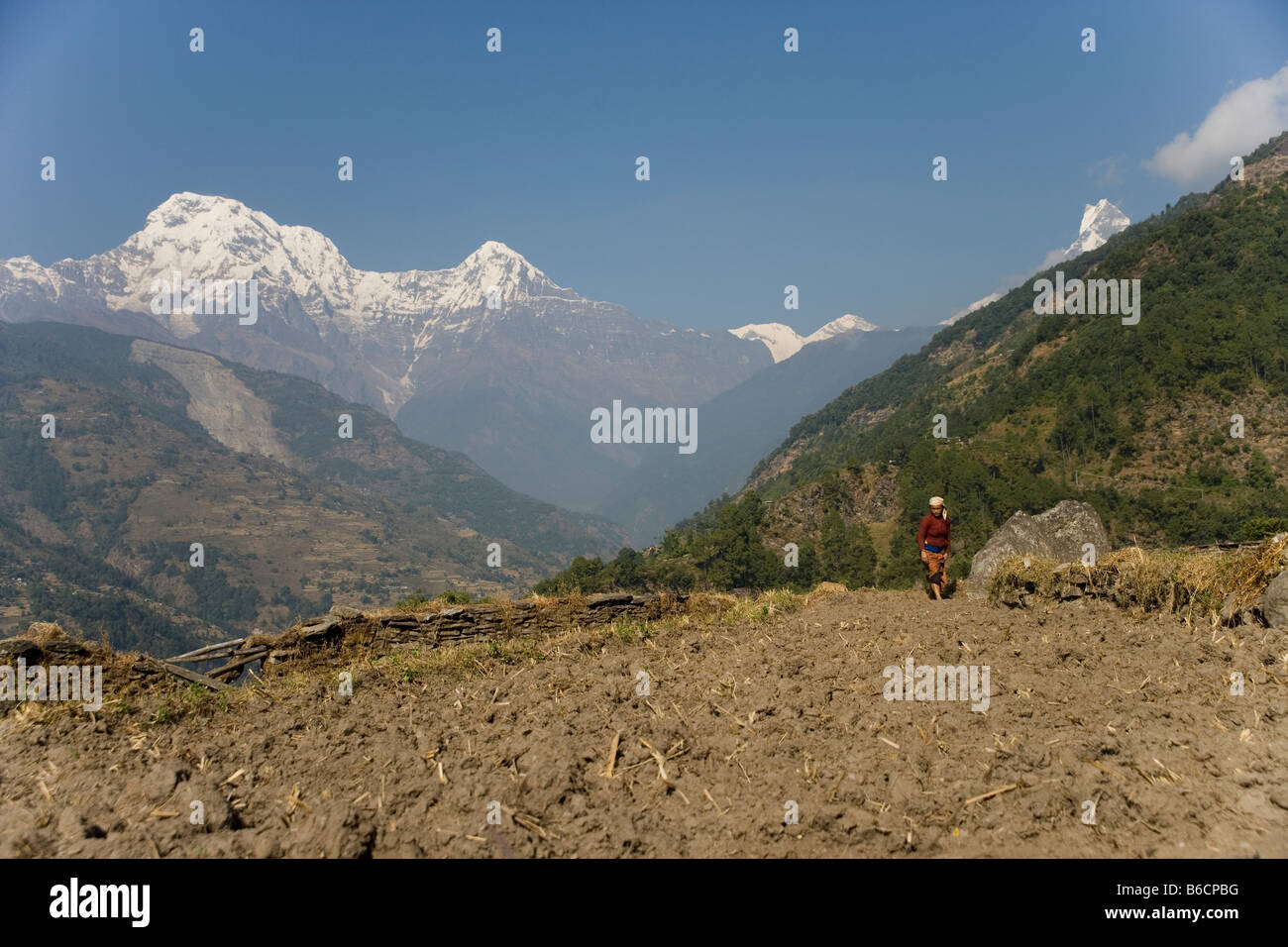 Annapurna South and Hiunchuli Mountains and a female farmer Modi River ...