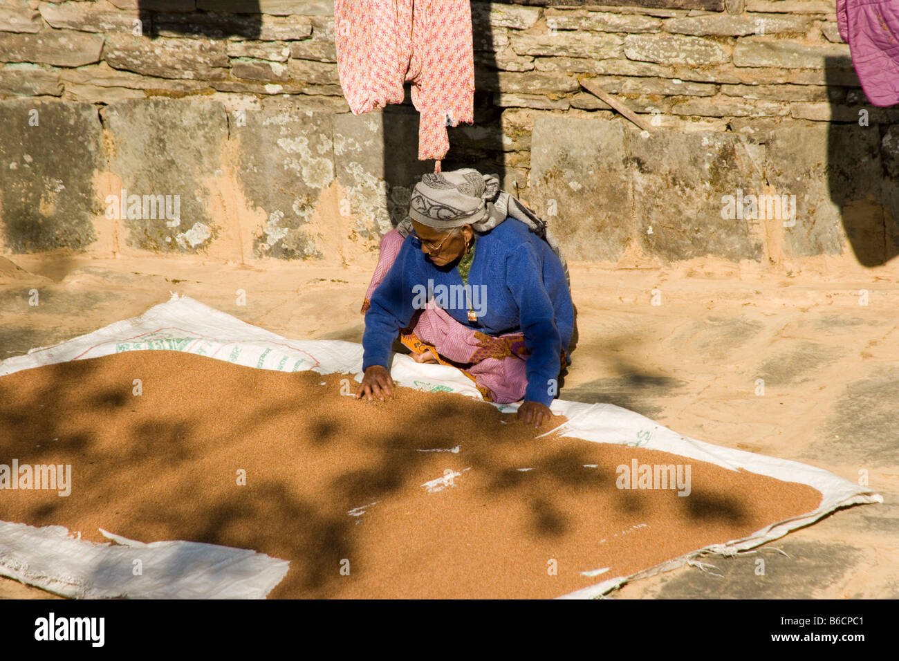 Old Nepalese woman working on millet drying in the sun outside a farm ...