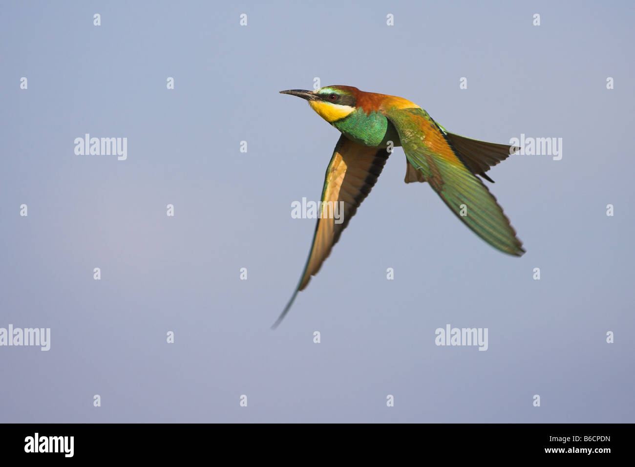 European Bee-eater (Merops apiaster) in flight Stock Photo - Alamy