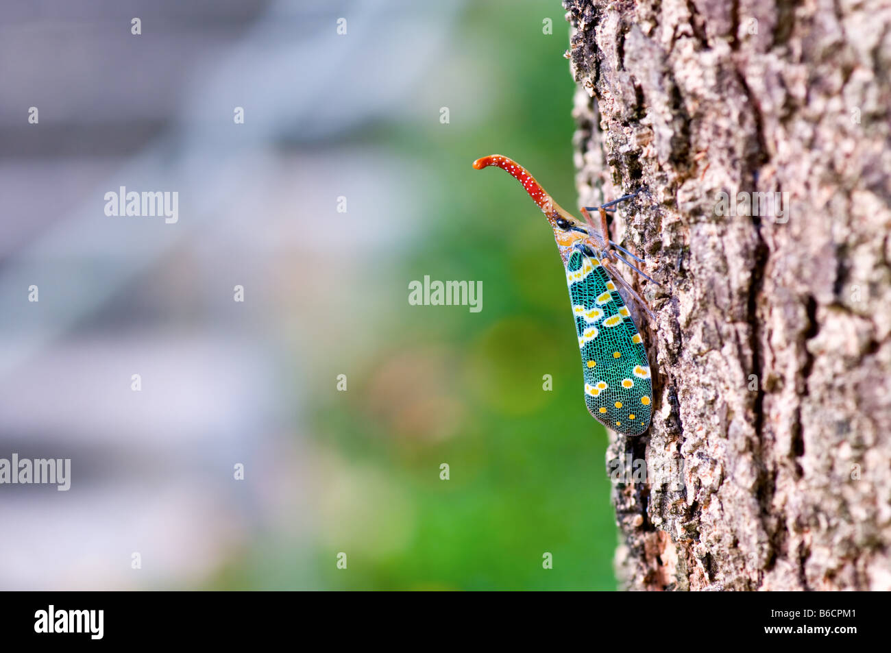 Pyrops candelaria hi-res stock photography and images - Alamy