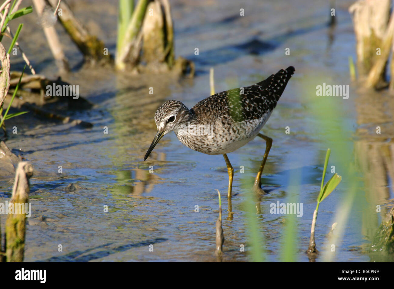 Wood Sandpiper (Tringa glareola) walking in water Stock Photo - Alamy