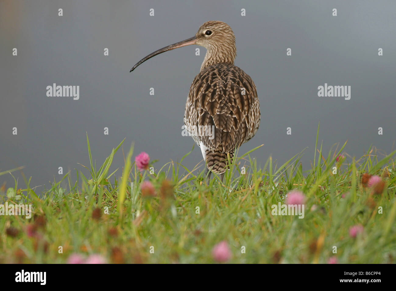 Eurasian curlew numenius arquata hi-res stock photography and images ...