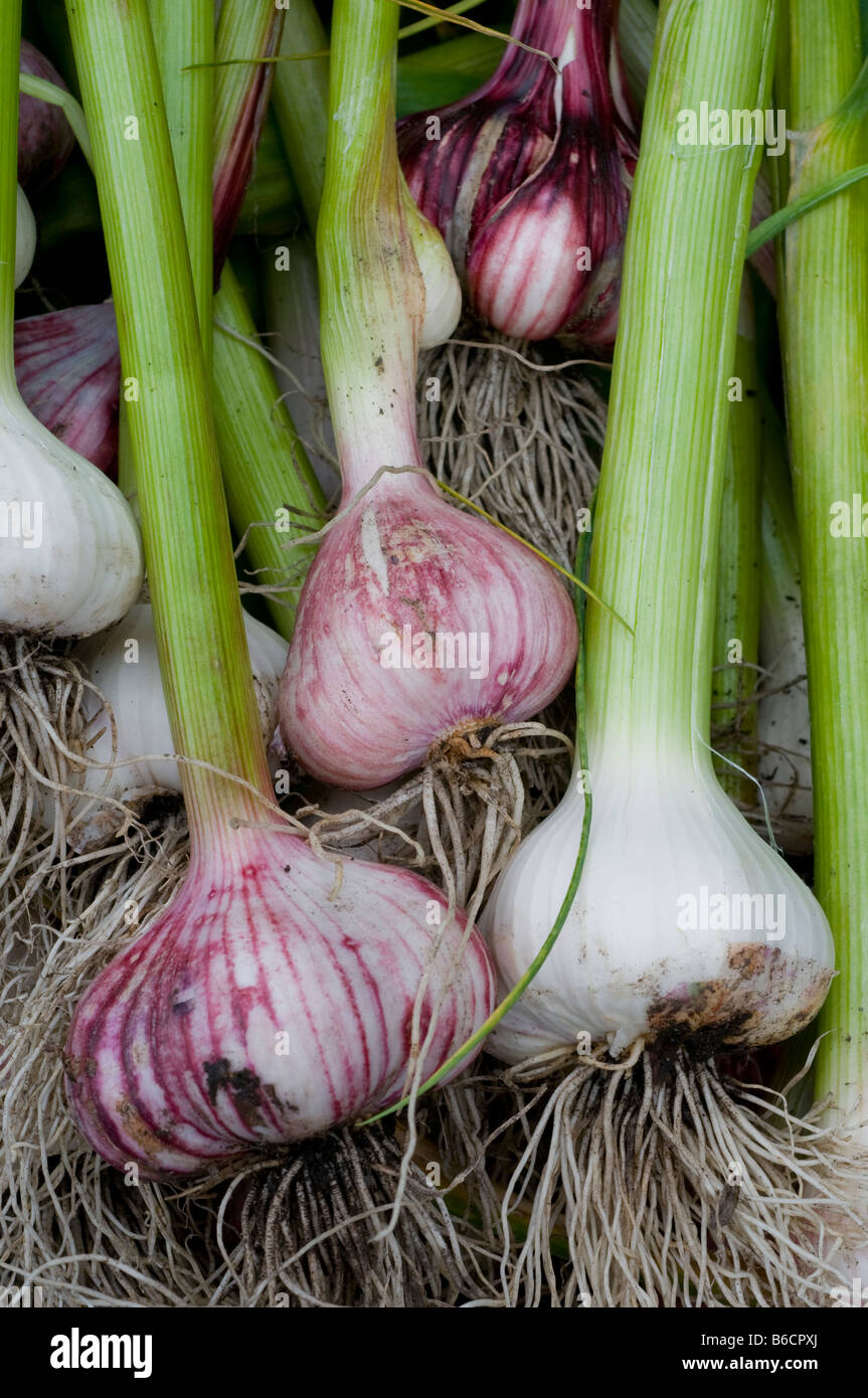 Garlic roots hi-res stock photography and images - Alamy