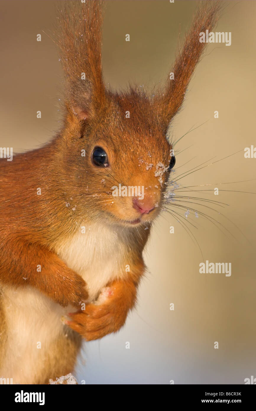 Close up red squirrel hi-res stock photography and images - Alamy