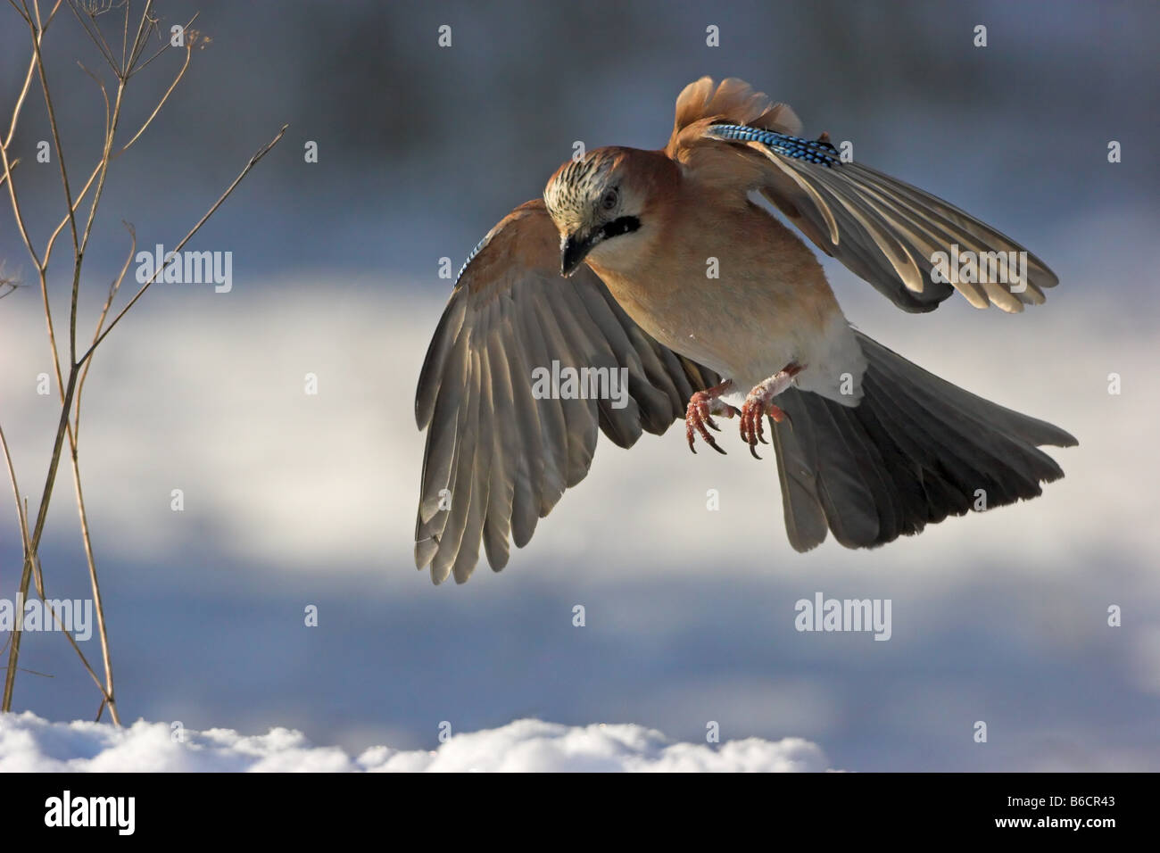 Eurasian jay in flight hi-res stock photography and images - Alamy
