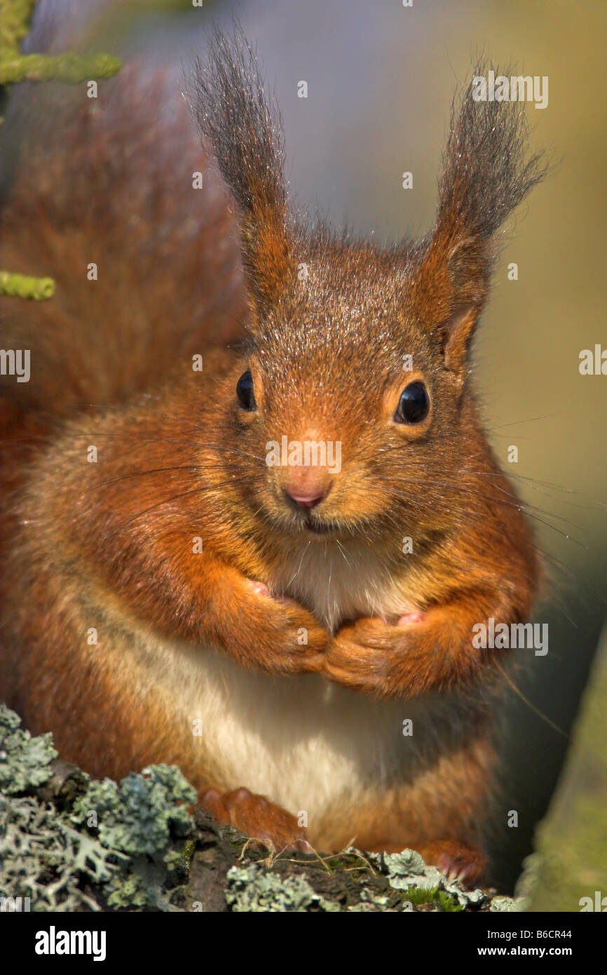 Close up red squirrel hi-res stock photography and images - Alamy