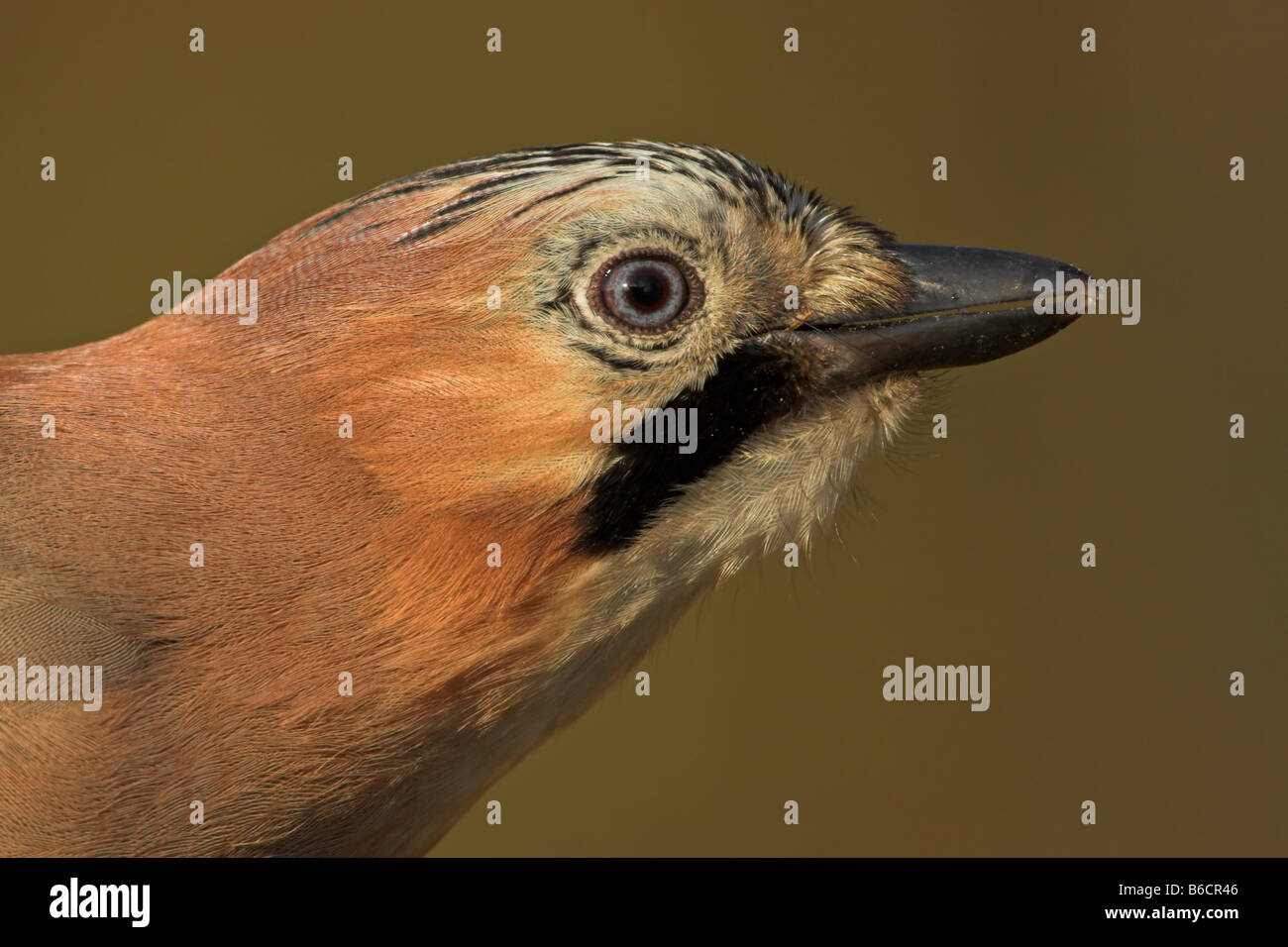 Close-up of Eurasian Jay (Garrulus glandarius Stock Photo - Alamy