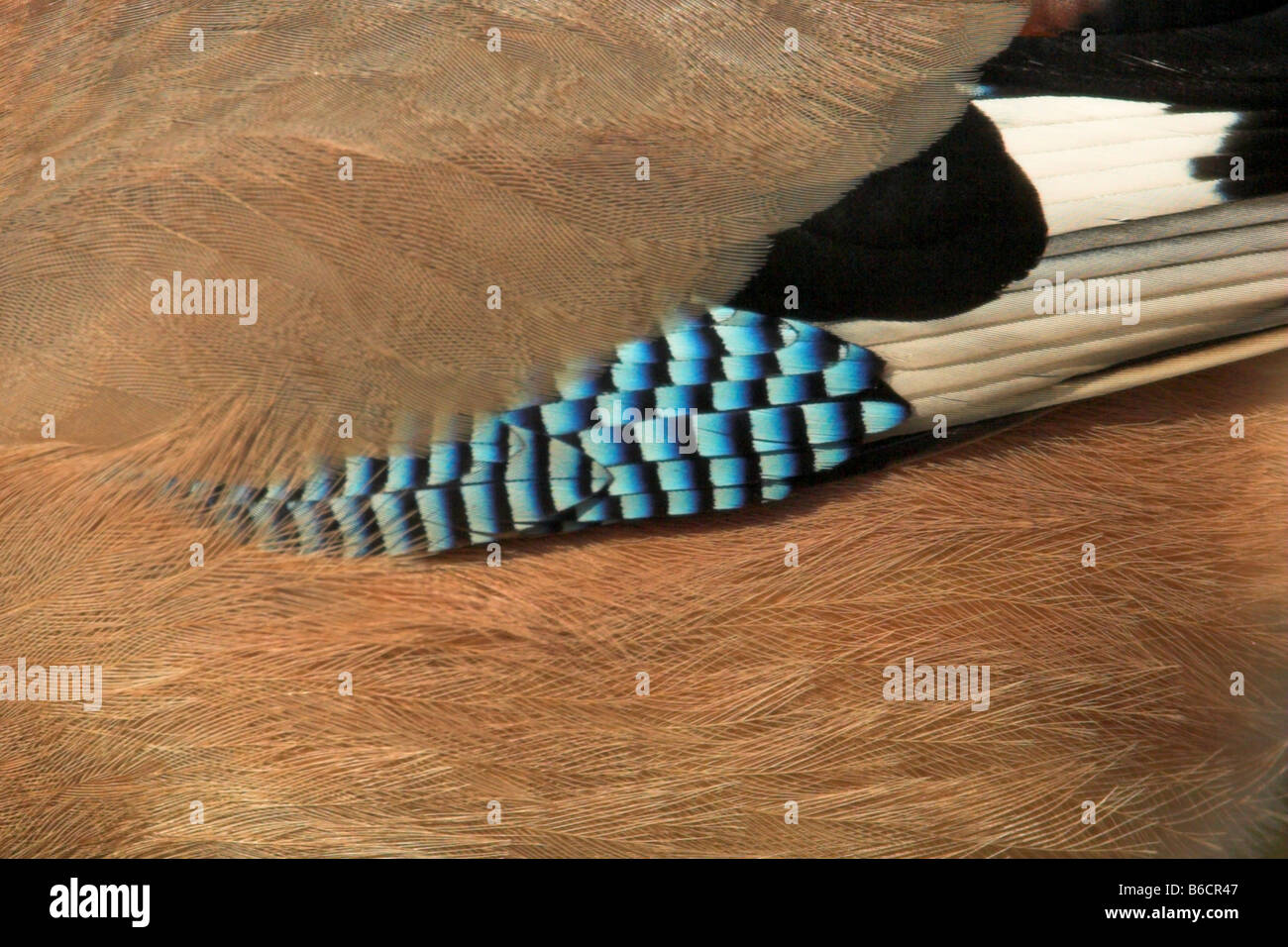 Crow feather up close hi-res stock photography and images - Alamy