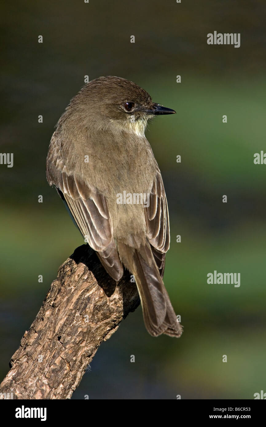 Eastern phoebe hi-res stock photography and images - Alamy