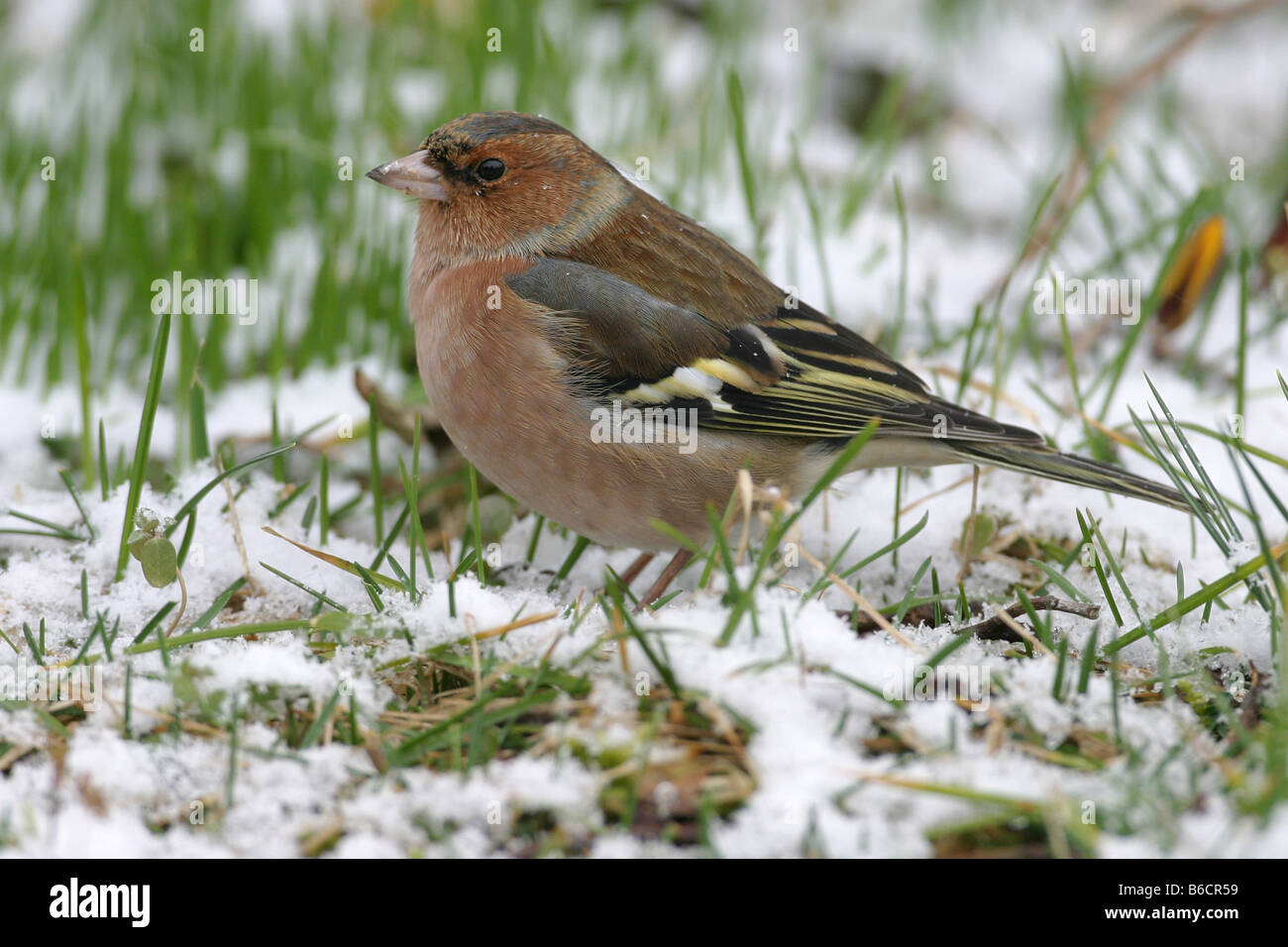Rural chaffinch hi-res stock photography and images - Alamy