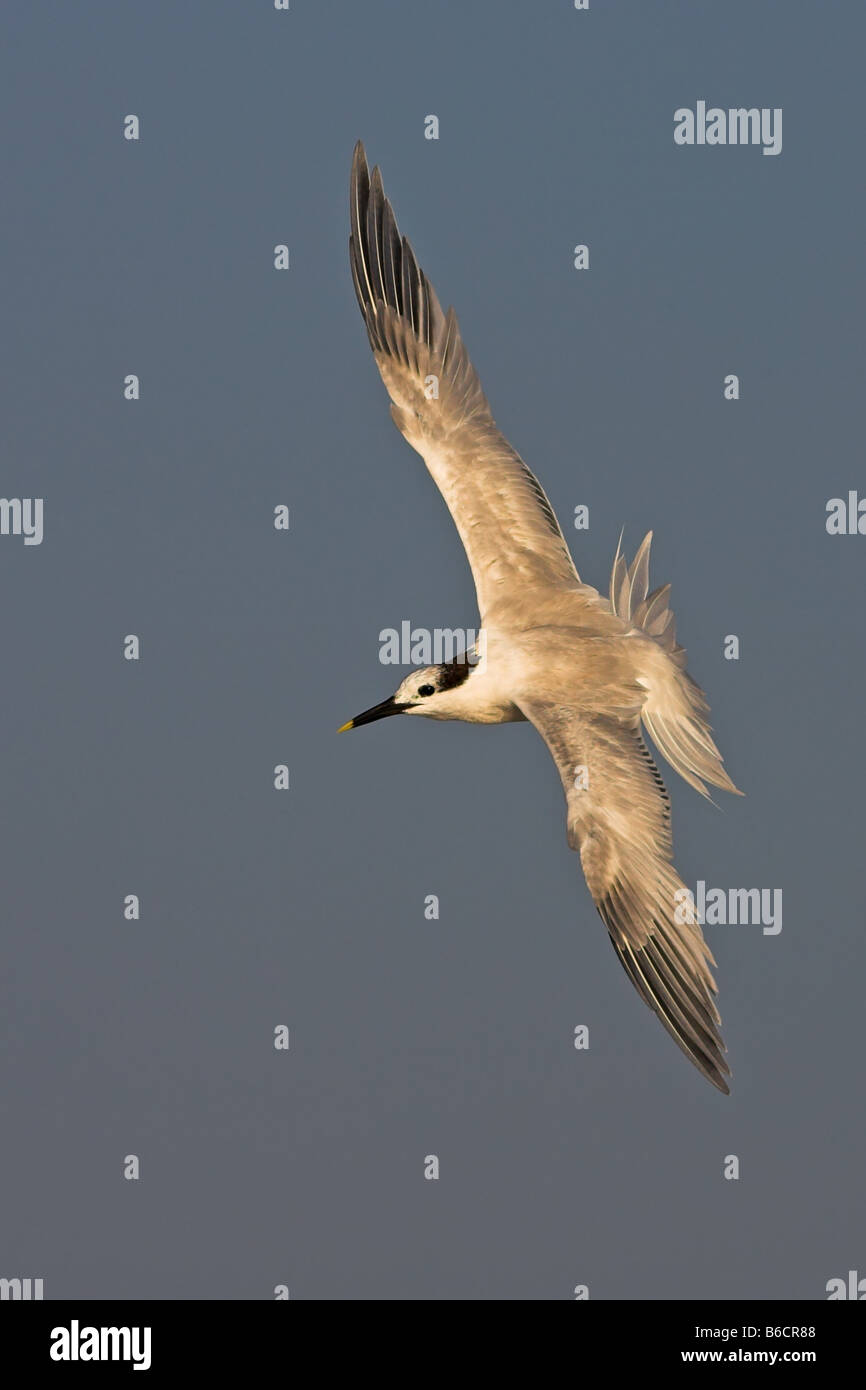 Close-up of bird in flight Stock Photo - Alamy