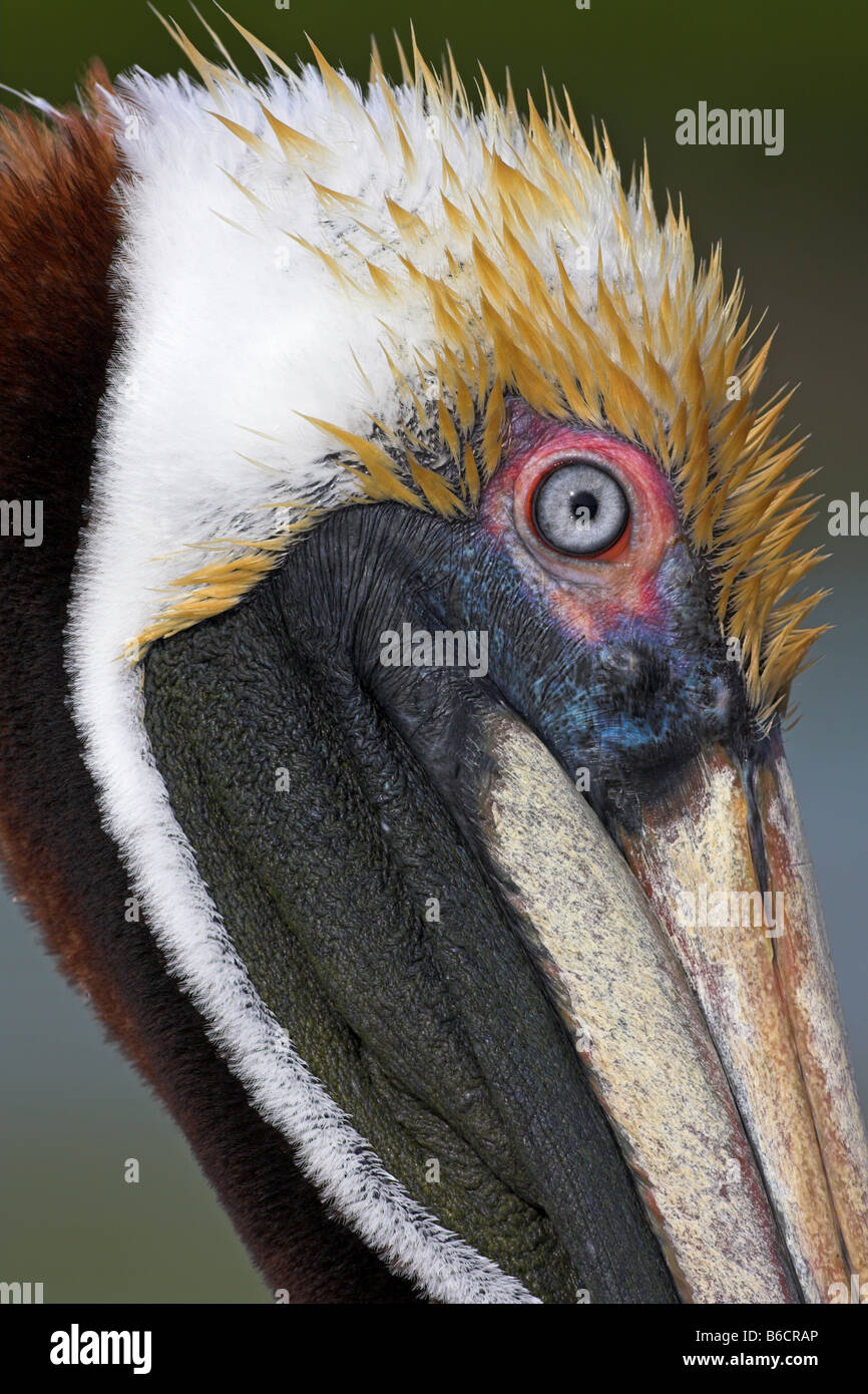 Close up brown eye hi-res stock photography and images - Alamy