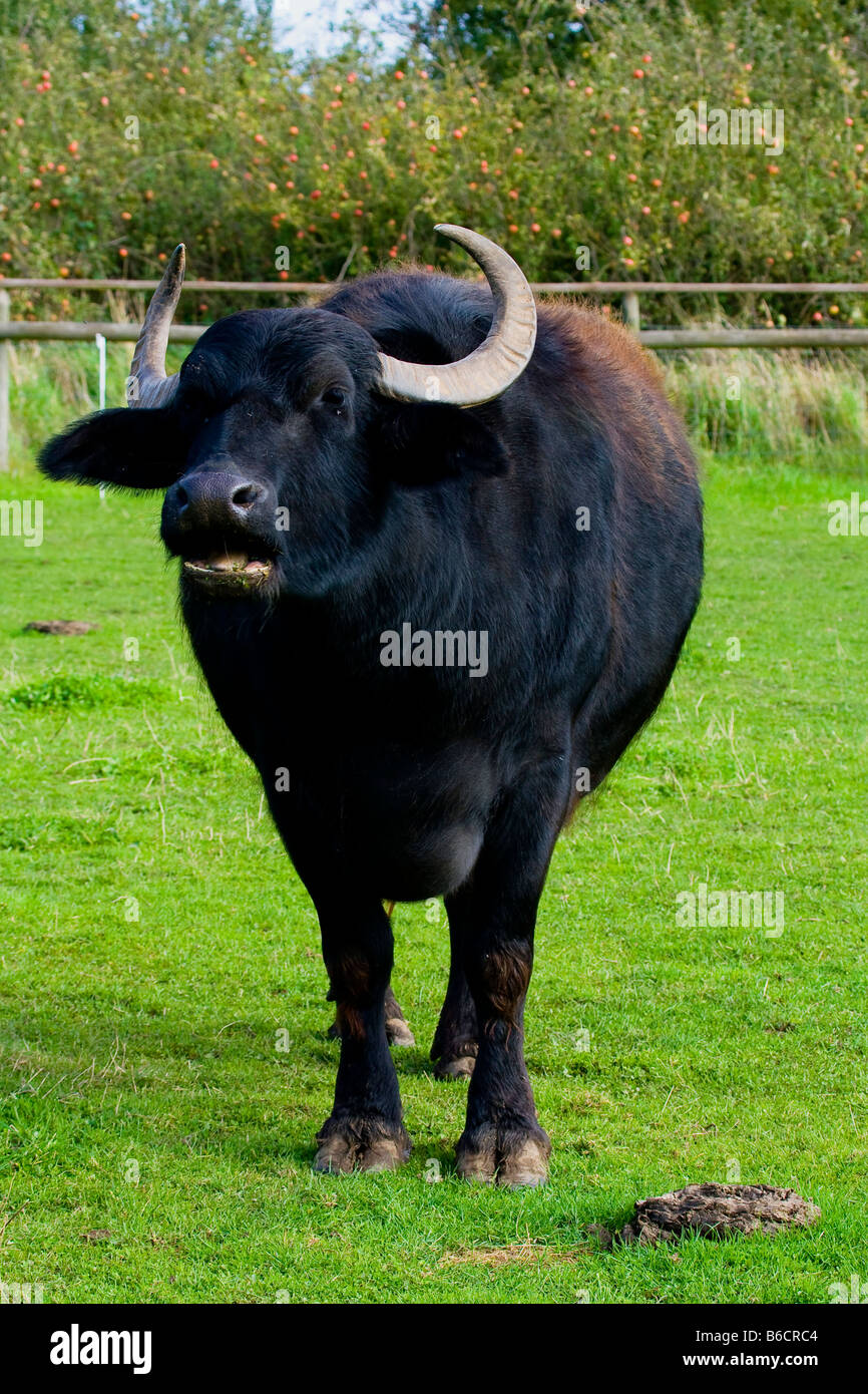 Asian buffalo (Bubalus bubalis Stock Photo - Alamy