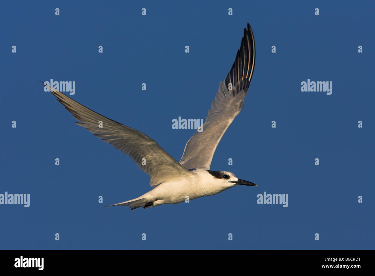 Tern bird hi-res stock photography and images - Alamy