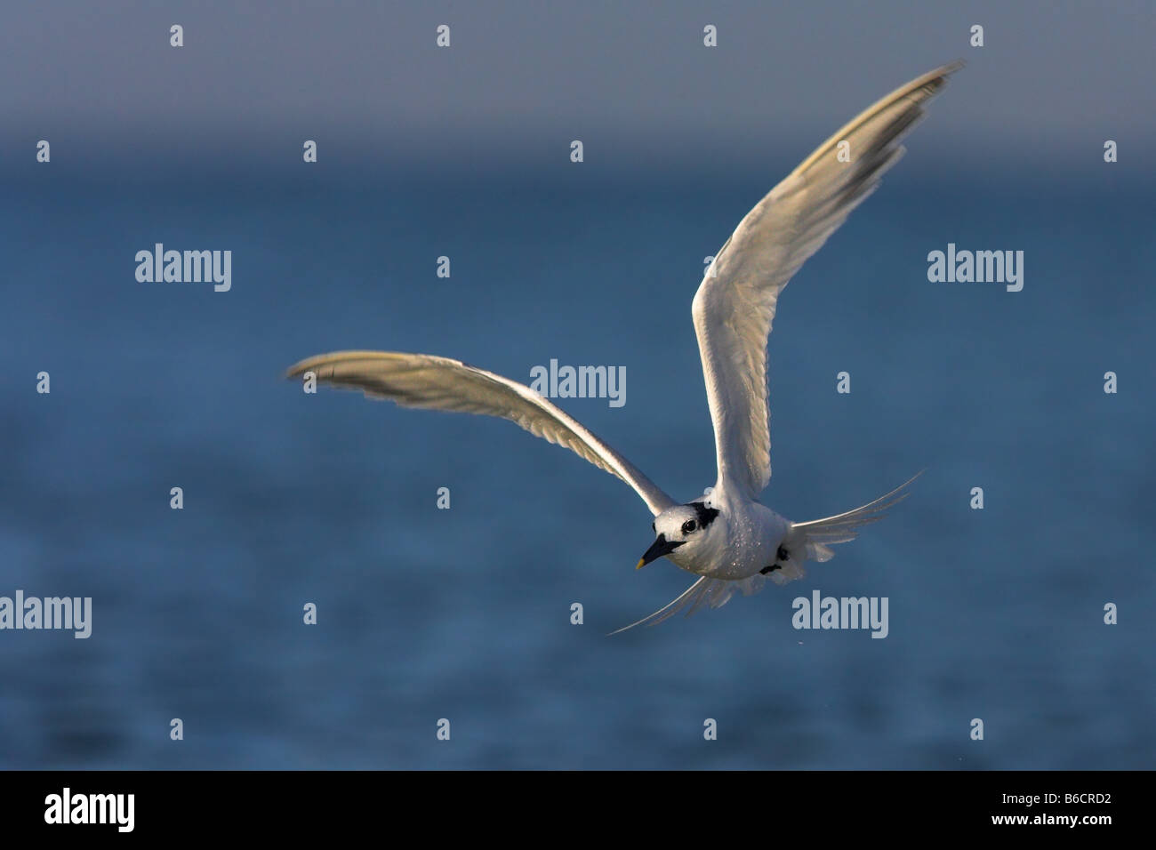 Close-up of Tern bird in flight Stock Photo - Alamy