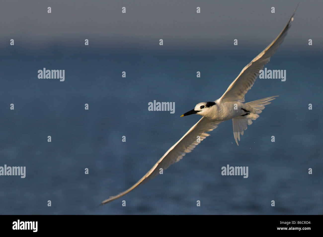 Bird photogra hi-res stock photography and images - Alamy