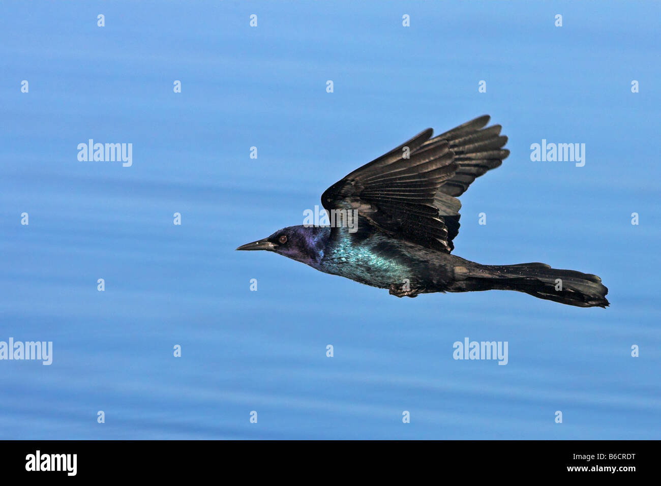 Grackle in flight hi-res stock photography and images - Alamy