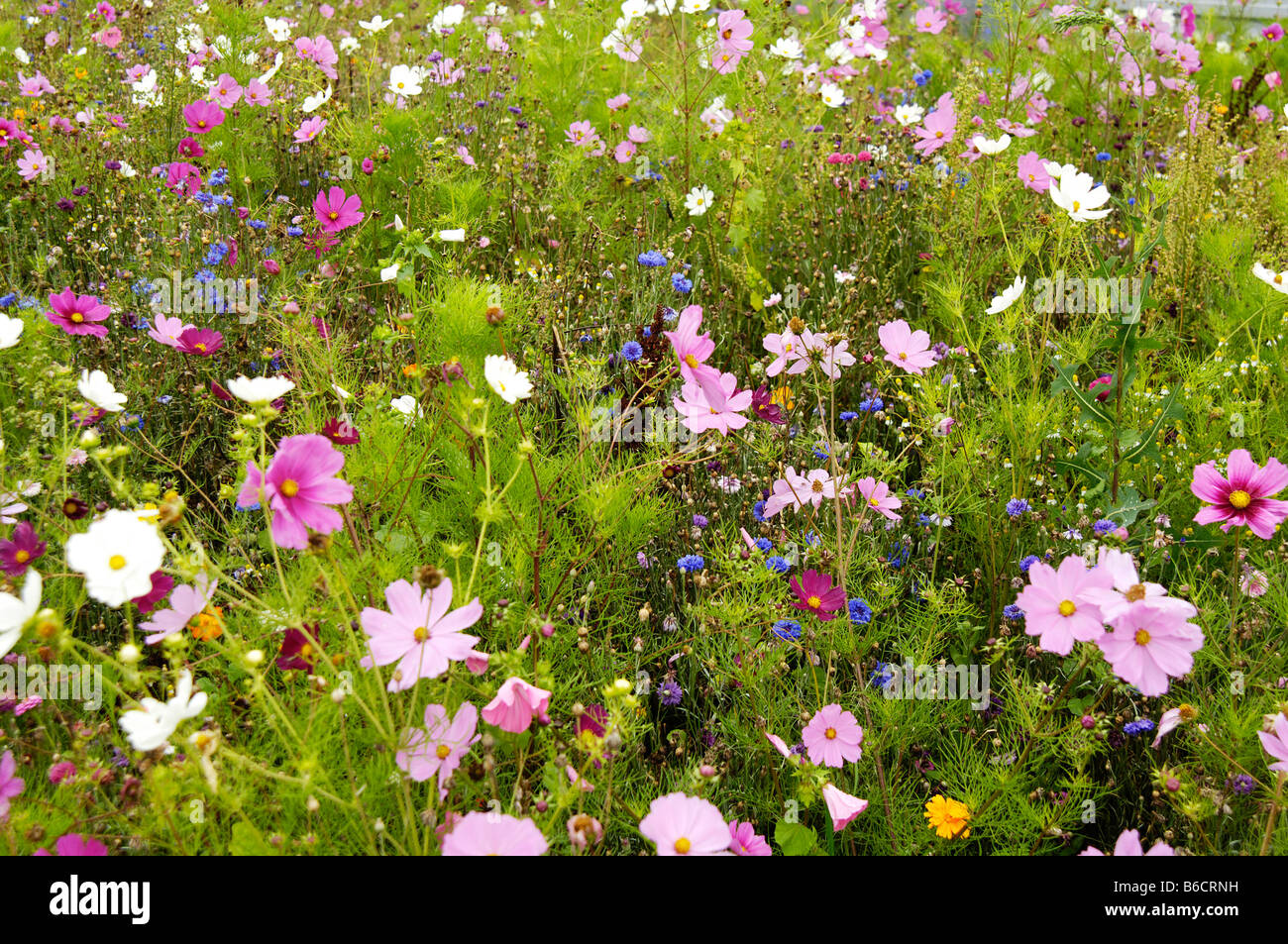 Frame wild field flowers hi-res stock photography and images - Alamy