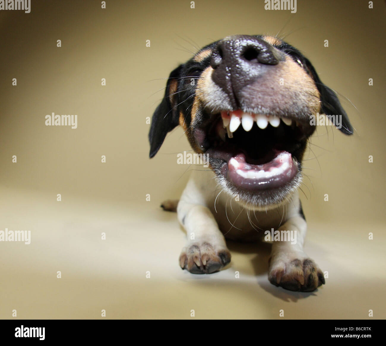 Close-up of Jack Russel Terrier dog snarling Stock Photo - Alamy