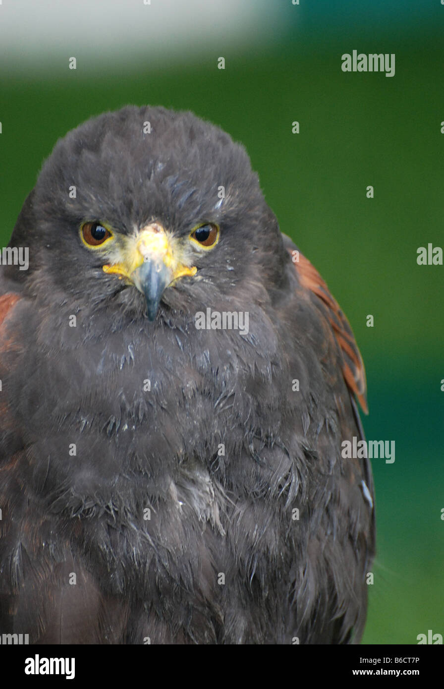 A Harris Hawk, Parabuteo unicinctus Stock Photo - Alamy