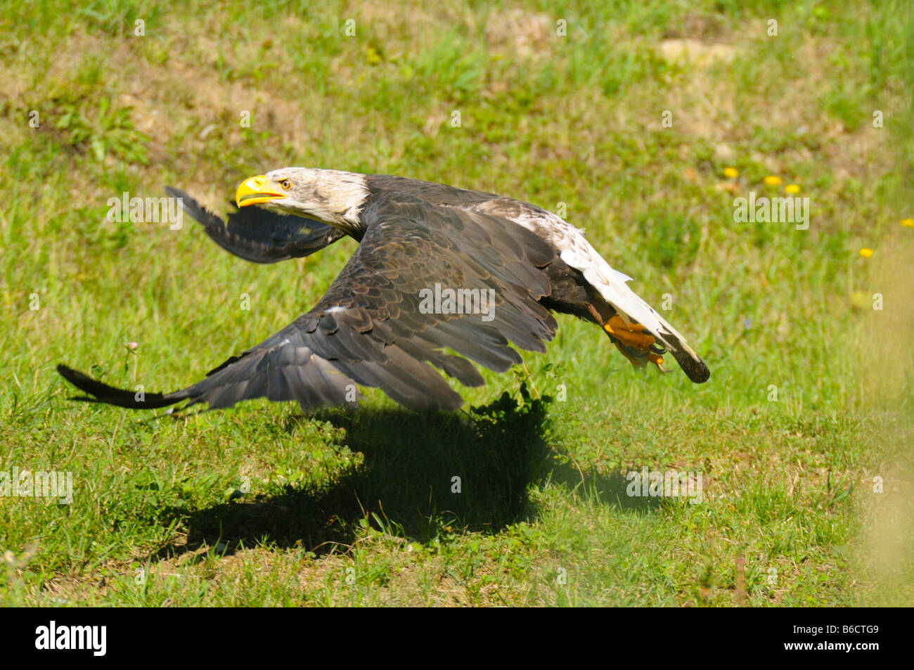 Bald eagle flying close up hi-res stock photography and images - Alamy