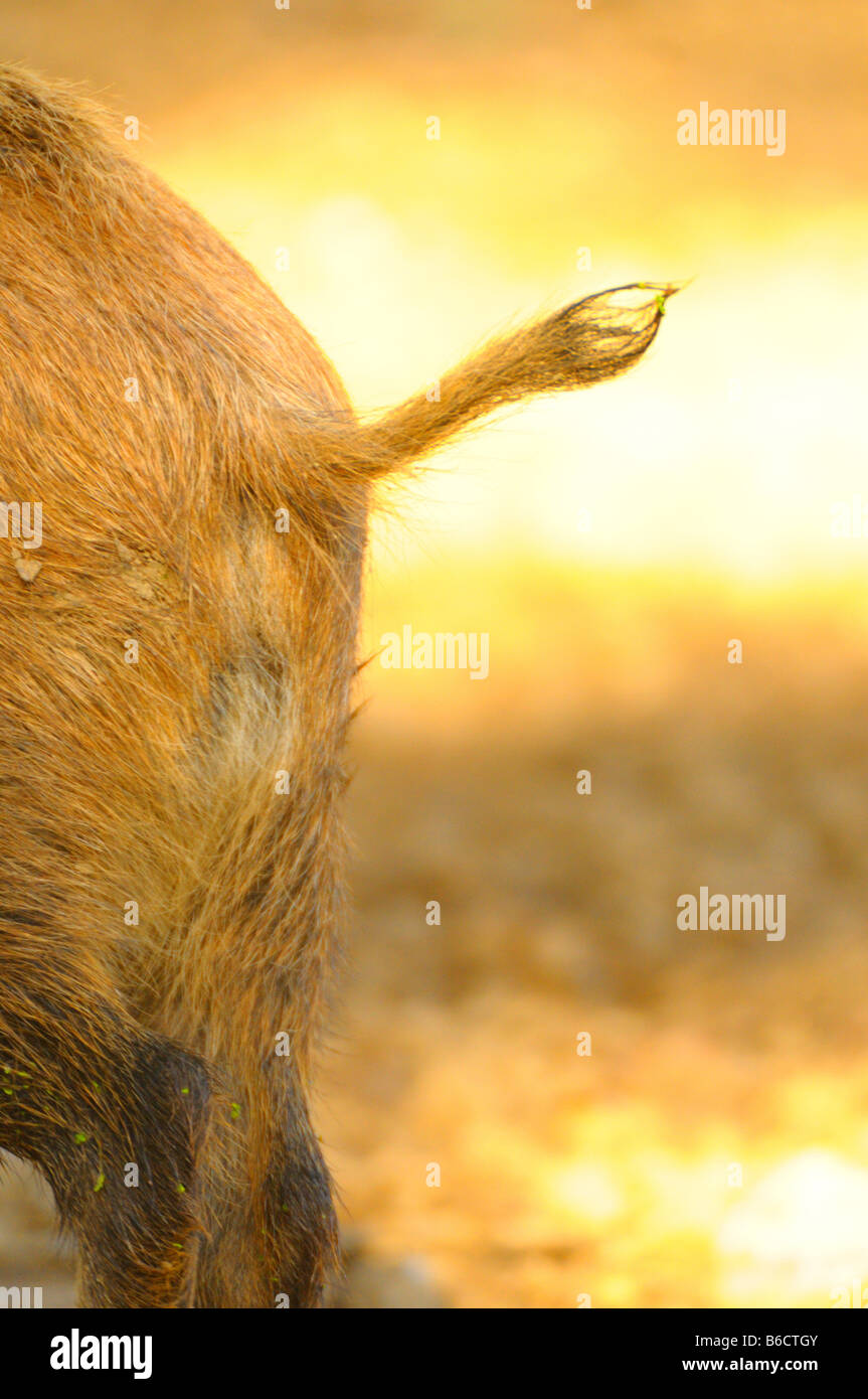 Wild boar back hi-res stock photography and images - Alamy