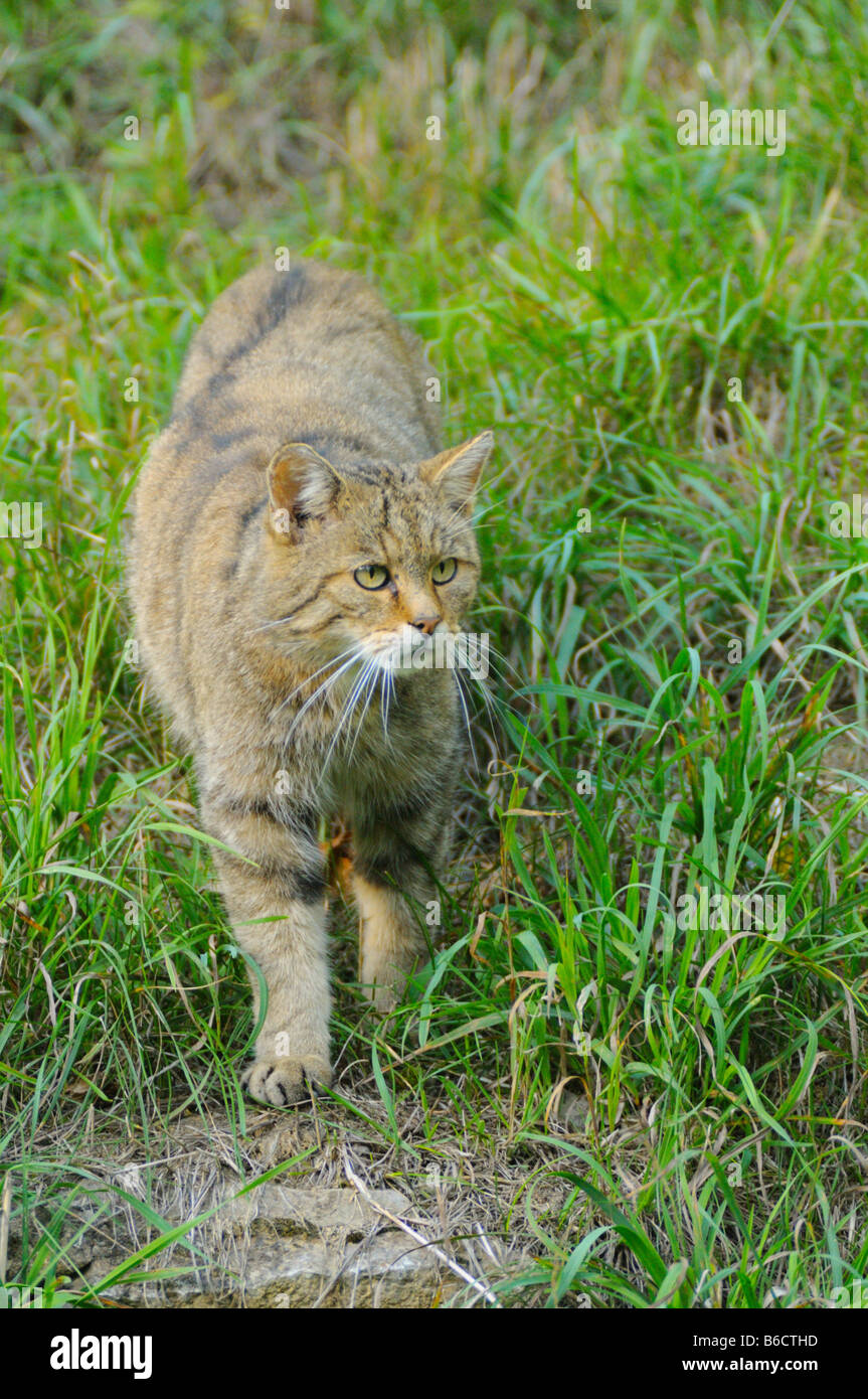 Wildcat (Felis Silvestris) walking in field Stock Photo - Alamy