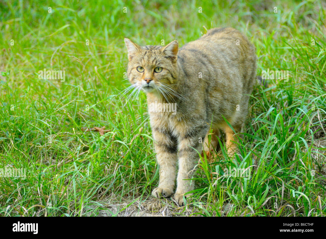 Wildcat (Felis Silvestris) standing in field Stock Photo - Alamy