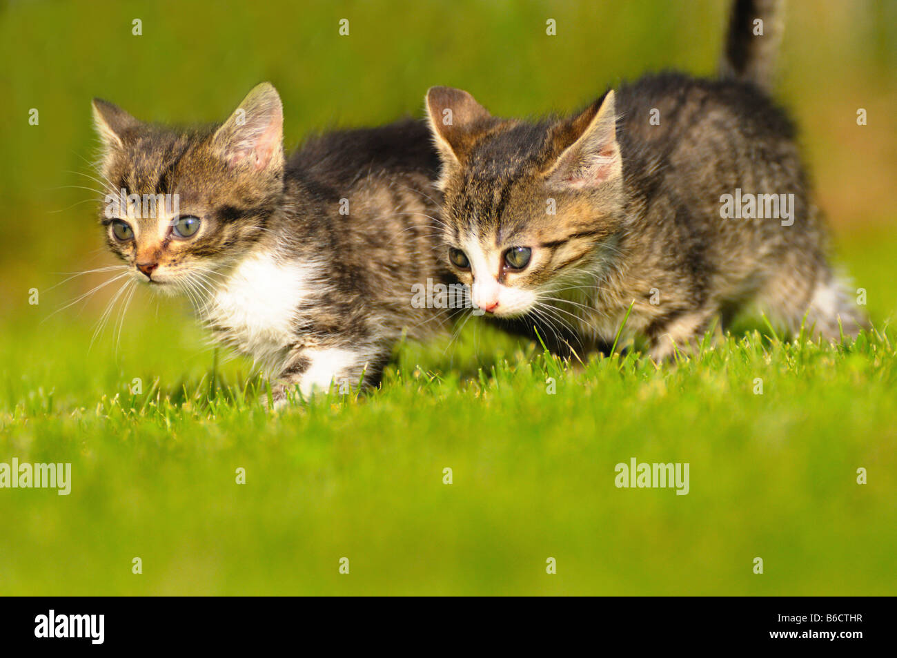 Two kittens hi-res stock photography and images - Alamy