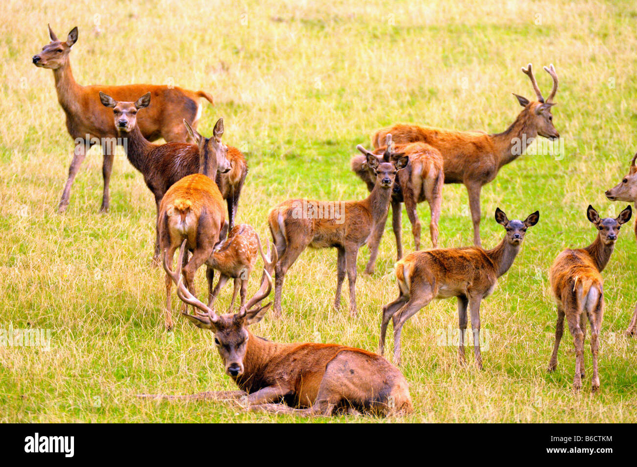 Herd of deer hi-res stock photography and images - Alamy