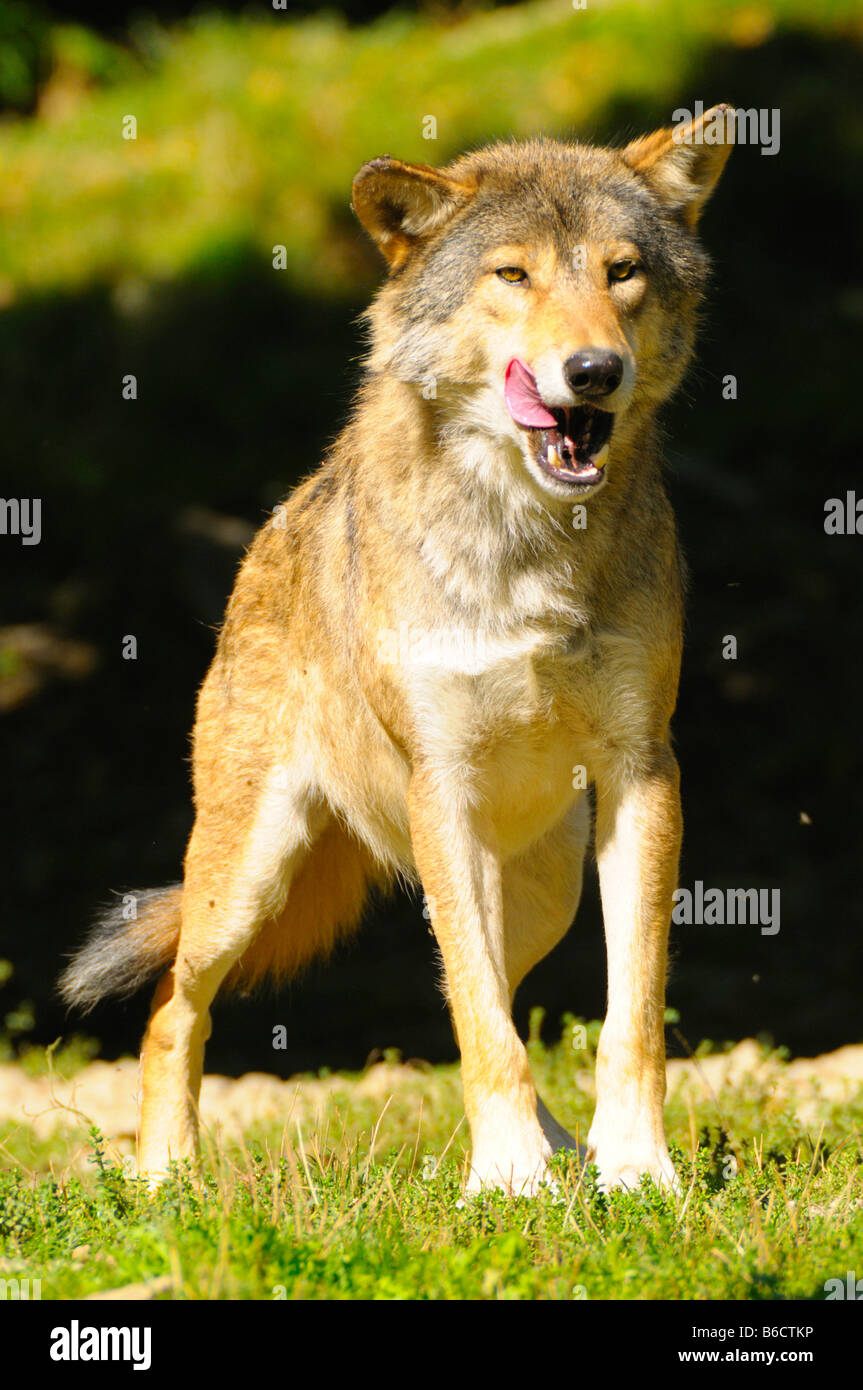 Wolf front view hi-res stock photography and images - Alamy