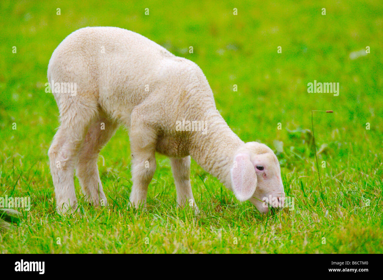 Lamb grazing grass in field Stock Photo - Alamy