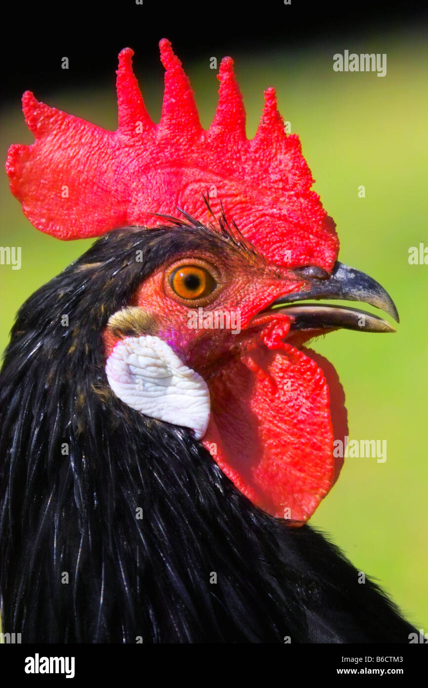 Side view rooster hi-res stock photography and images - Alamy