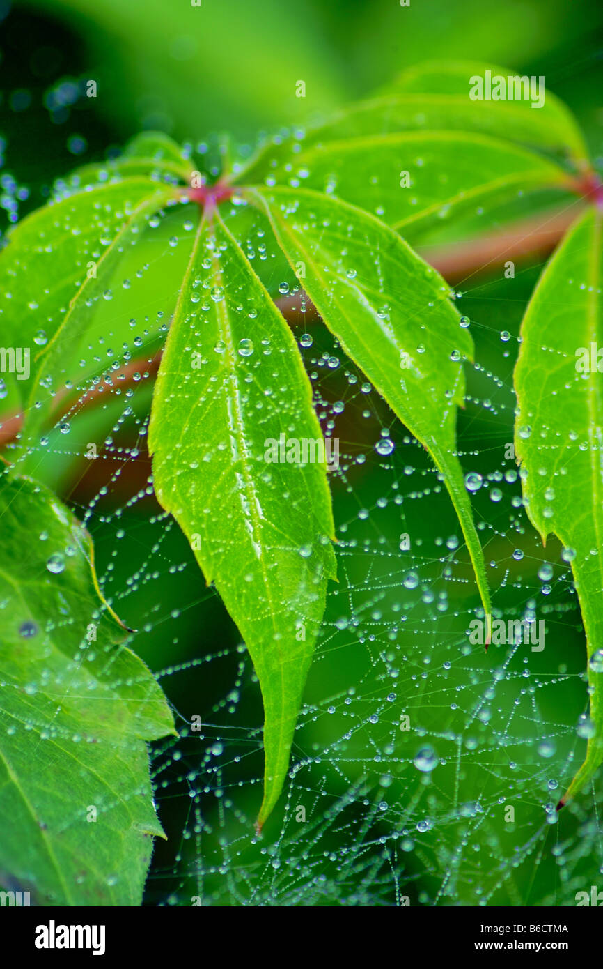Outside cobweb hi-res stock photography and images - Alamy