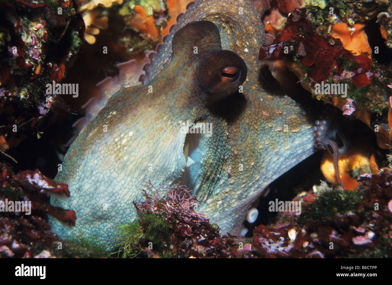Close-up of cuttlefish underwater, Atlantic Ocean Stock Photo - Alamy