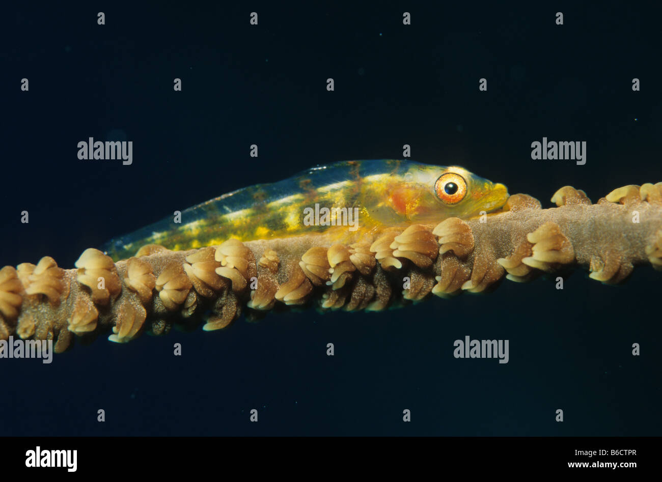 Close-up of Bryaninops tigris underwater Stock Photo - Alamy