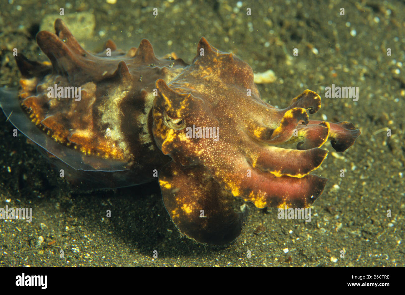 Close-up of Pharaoh Cuttlefish (Sepia pharaonis) underwater, Pacific ...