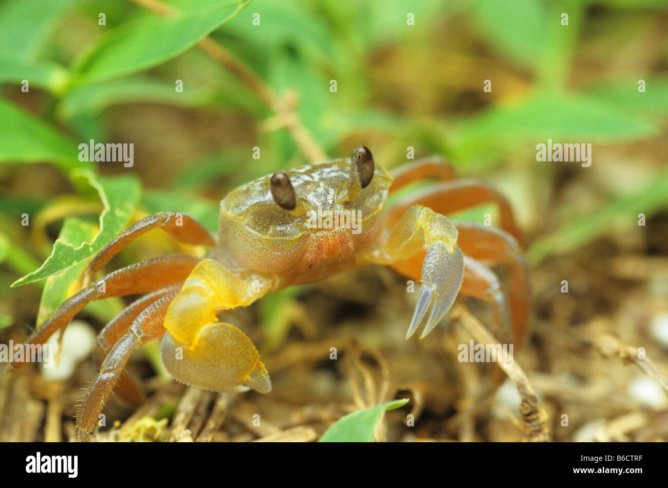 Close-up of Littoral crab (Carcinus maenas), Lesser Sunda Islands, Bali ...
