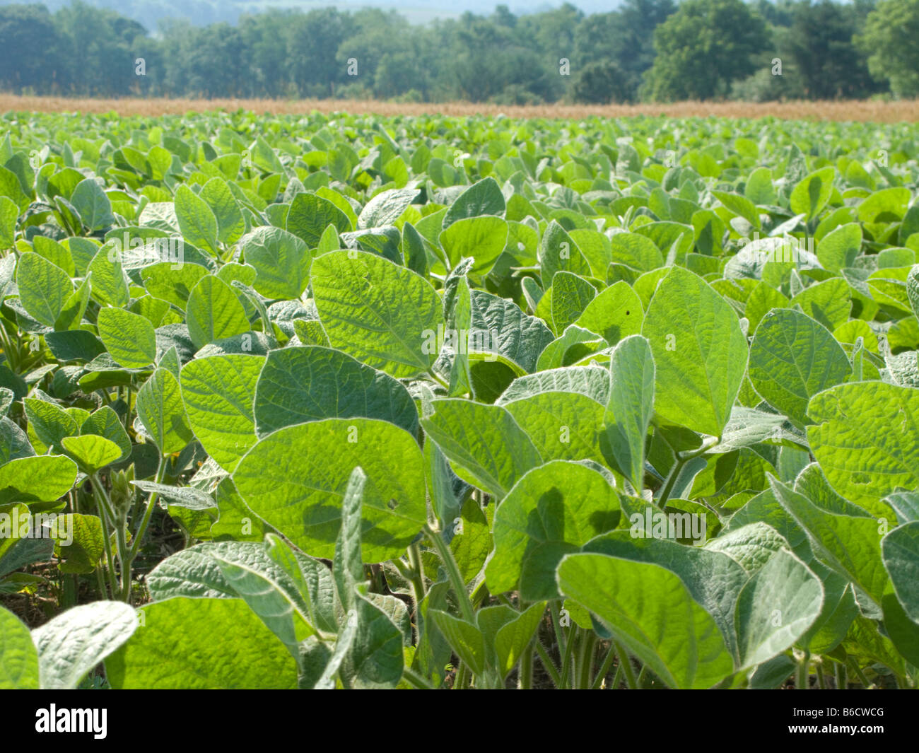 Bean field hi-res stock photography and images - Alamy