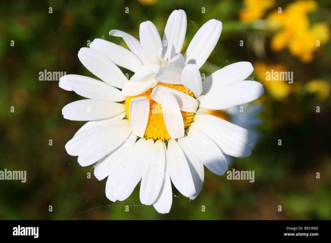 A wild daisy in the morning struggling to wake up Stock Photo - Alamy
