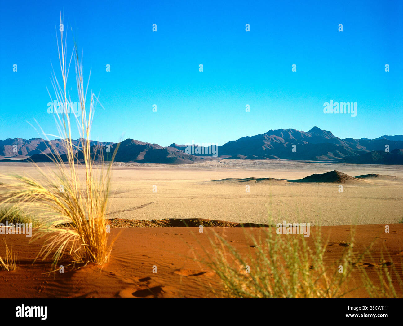 Bushman grasses in desert, Namib Rand Nature Reserve, Namibia Stock ...