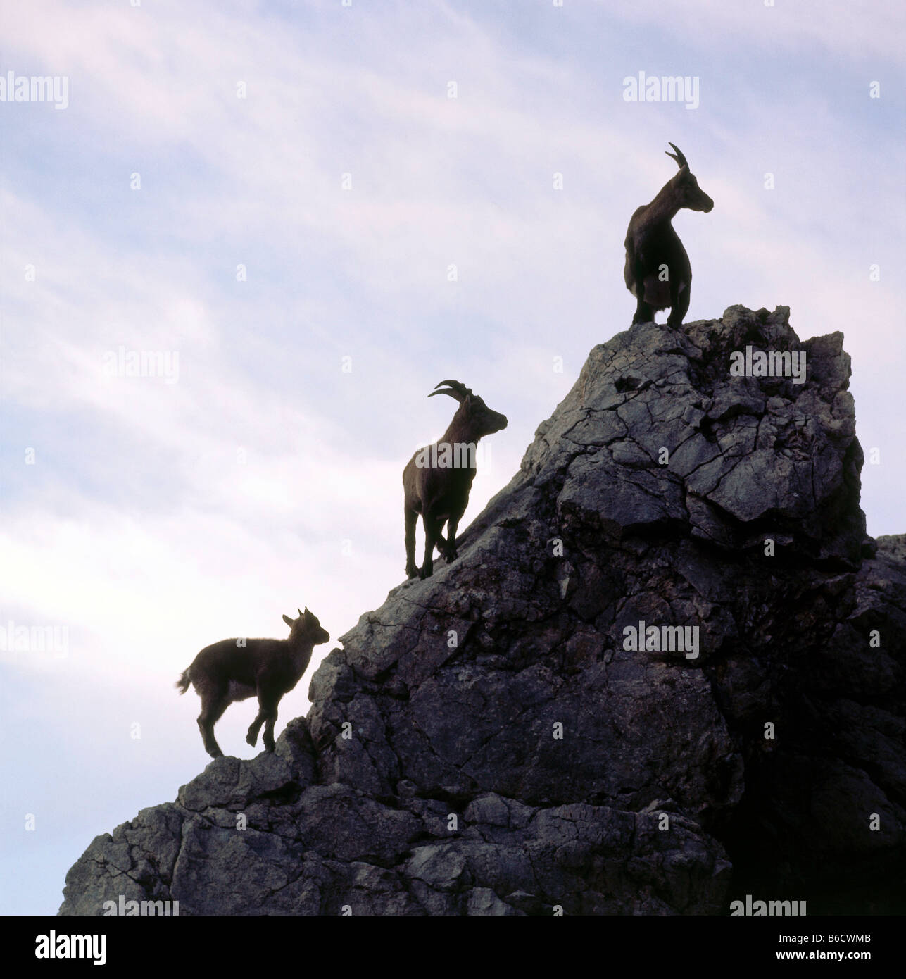 Ibex photographs hi-res stock photography and images - Alamy