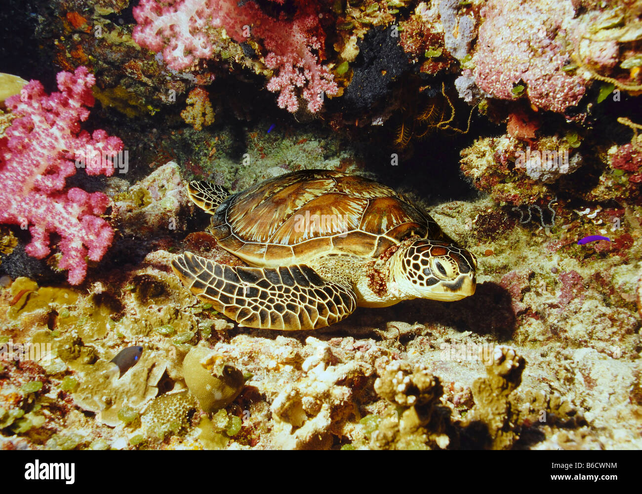 Sea turtle swimming underwater Stock Photo - Alamy