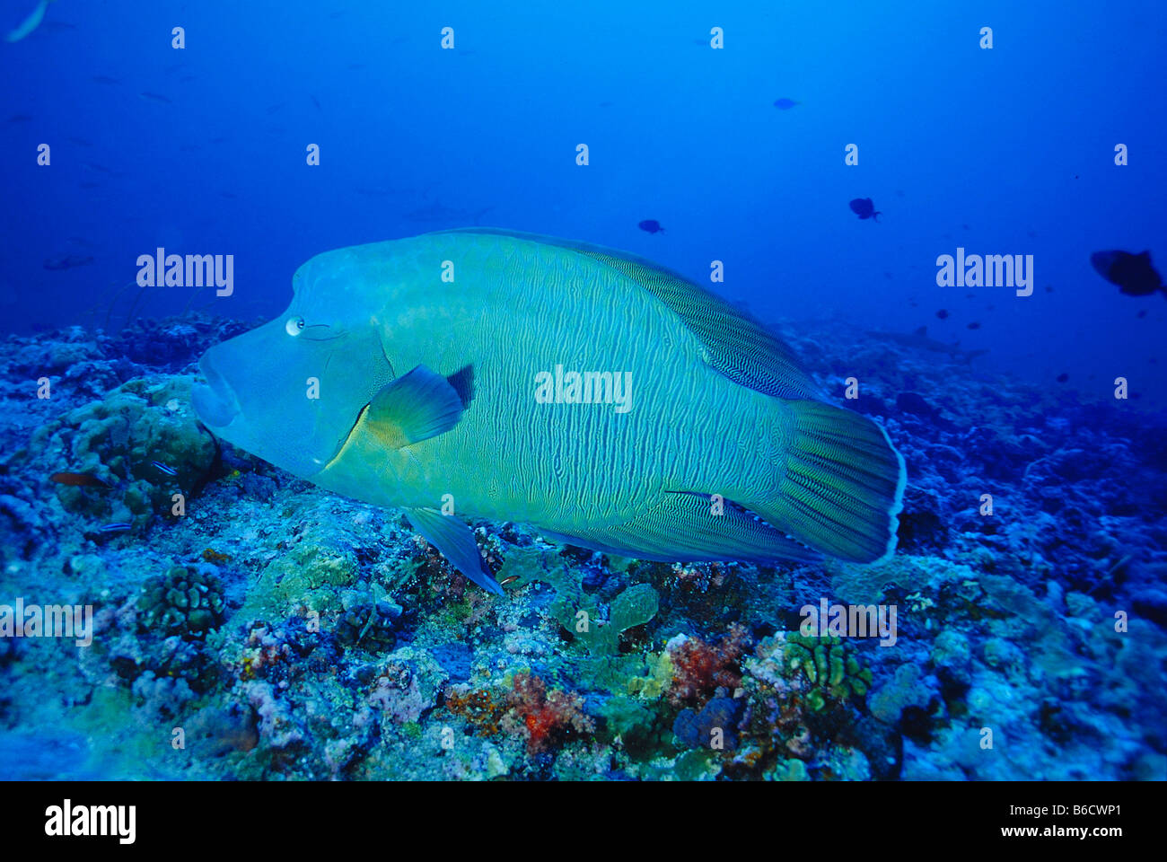 Humphead wrasse swimming underwater hi-res stock photography and images ...